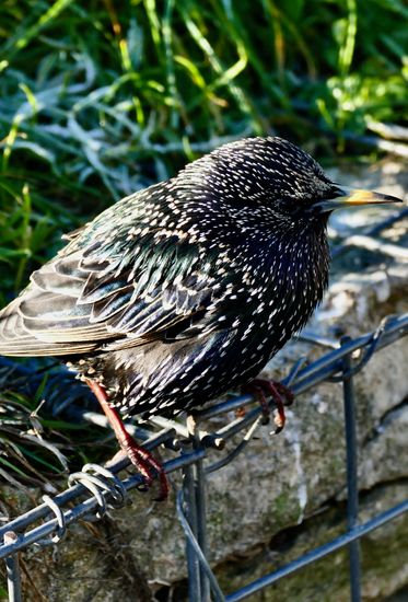 Starlings Now On Rspb Red List Editorial Stock Photo - Stock Image ...
