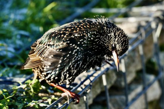 Starlings Now On Rspb Red List Editorial Stock Photo - Stock Image ...