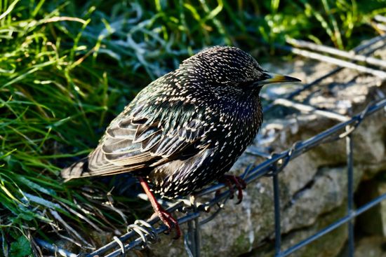 Starlings Now On Rspb Red List Editorial Stock Photo - Stock Image ...