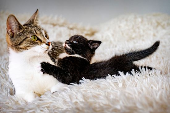 Hoofddorp Kittens Kit Kitties Playing Robin Editorial Stock Photo ...