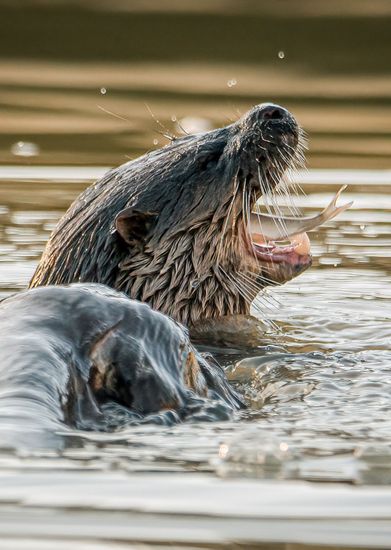 Female Otter Looks Have Fishtail Tongue Editorial Stock Photo - Stock ...