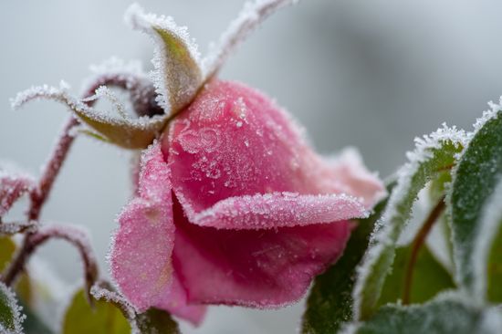 Frozen Pink Rose After Another Night Editorial Stock Photo - Stock ...