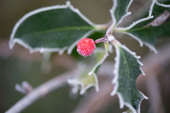 Frozen Holly Berries After Another Night Editorial Stock Photo - Stock ...
