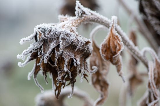 Frozen Sunflower Head After Another Night Editorial Stock Photo - Stock ...