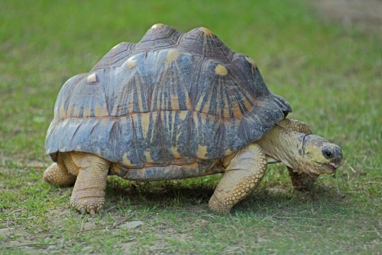 Radiated Tortoise Astrochelys Radiata Walking Captive Editorial Stock ...