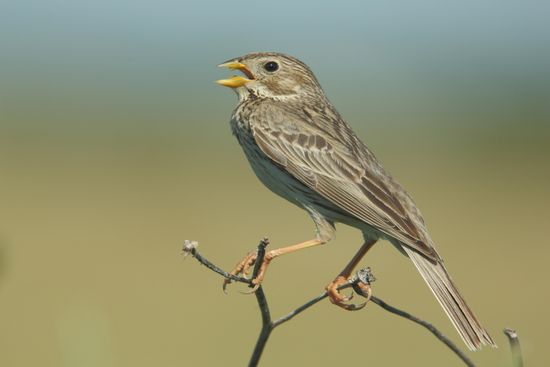 Corn Bunting Miliaria Calendra Screaming Beak Editorial Stock Photo ...
