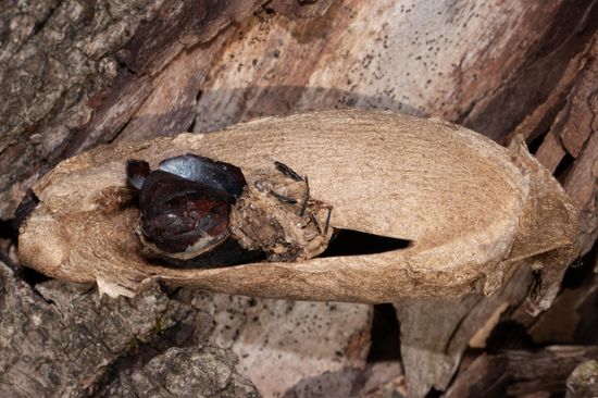 Atlas Silk Moth Pupa Case On Editorial Stock Photo - Stock Image ...