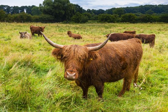 Ancient Cattle Breed Unesco World Heritage Editorial Stock Photo ...