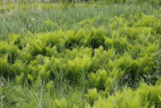Landscape Natural Mixed Vegetation Province Quebec Editorial Stock ...
