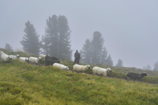 Shepherd Flock Valais Blacknosed Domestic Sheep Editorial Stock Photo ...