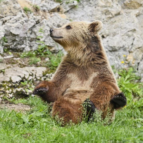 Eurasian Brown Bearan Brown Bear Ursus Editorial Stock Photo - Stock ...