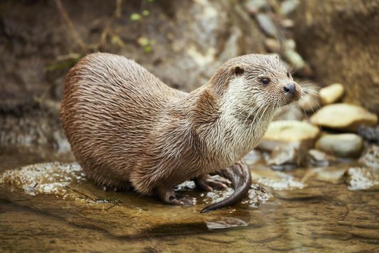 European Otter Lutra Lutra Female Standing Editorial Stock Photo ...