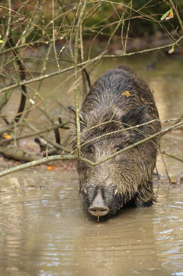 Wild Boar Sus Scrofa Boar Wallow Editorial Stock Photo - Stock Image ...