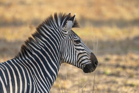 Plains Zebra Subspecies Crawshays Zebra Equus Editorial Stock Photo ...