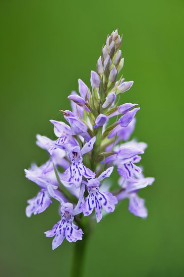Fox Orchid Common Spotted Orchid Dactylorhiza Editorial Stock Photo ...