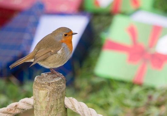 Bristol Uk Red Breasted Robin Bird Editorial Stock Photo - Stock Image ...