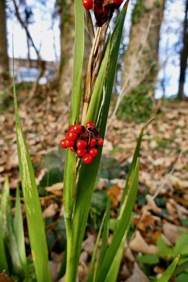 Waxy Colourful Stinking Iris Berries Hedgerows Editorial Stock Photo ...