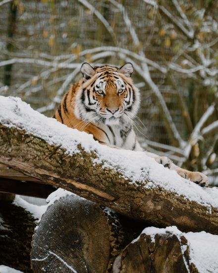Tiger Takes Winter Wonderland Animals Longleat Editorial Stock Photo ...