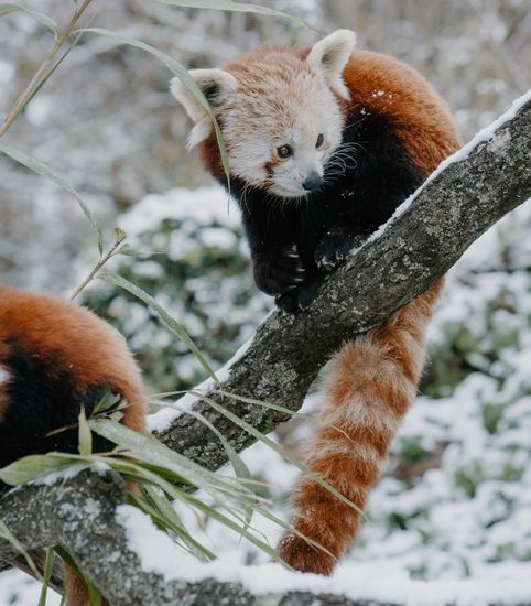 Red Panda Keeps Feet High Dry Editorial Stock Photo - Stock Image ...
