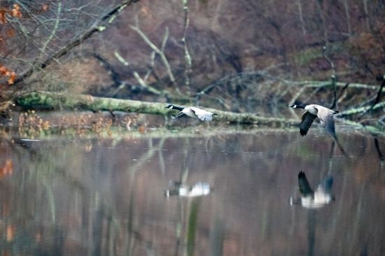 Canada Geese Seen Miami Whitewater Forest Editorial Stock Photo - Stock ...