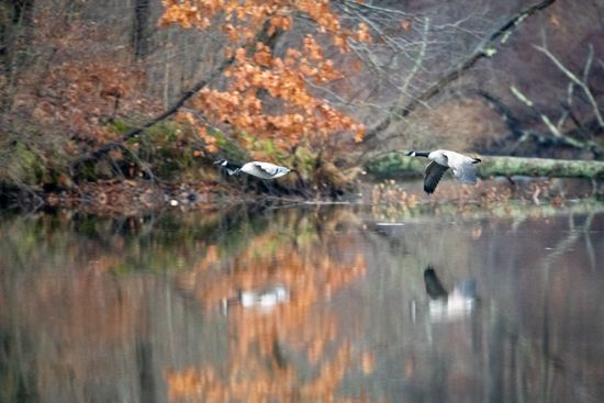 Canada Geese Seen Miami Whitewater Forest Editorial Stock Photo - Stock ...