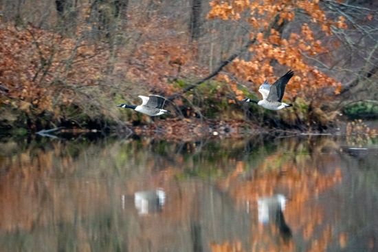 Canada Geese Seen Miami Whitewater Forest Editorial Stock Photo - Stock ...