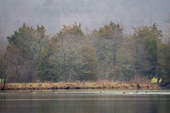 Canada Geese Seen Miami Whitewater Forest Editorial Stock Photo - Stock ...