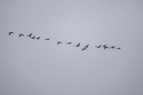 Canada Geese Seen Miami Whitewater Forest Editorial Stock Photo - Stock ...