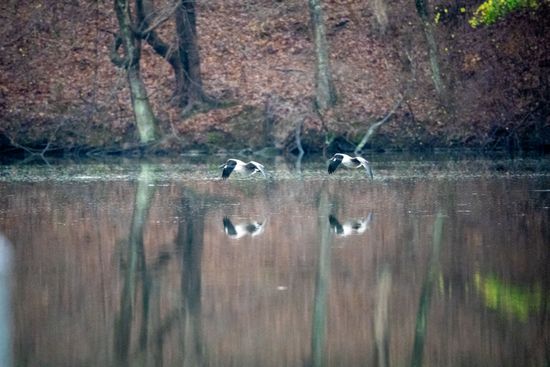Canada Geese Seen Miami Whitewater Forest Editorial Stock Photo - Stock ...
