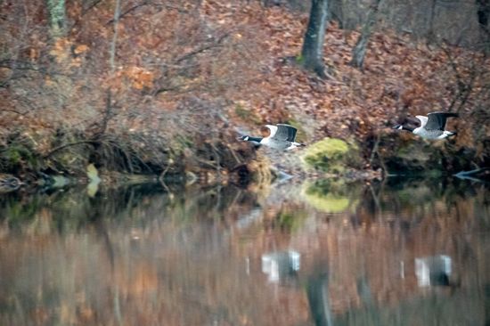 Canada Geese Seen Miami Whitewater Forest Editorial Stock Photo - Stock ...