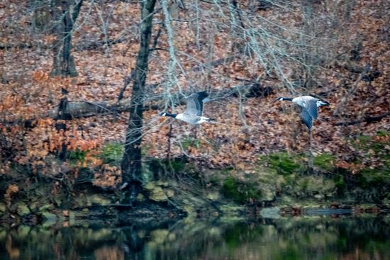 Canada Geese Seen Miami Whitewater Forest Editorial Stock Photo - Stock ...