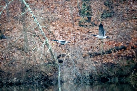 Canada Geese Seen Miami Whitewater Forest Editorial Stock Photo - Stock ...