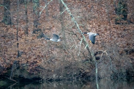 Canada Geese Seen Miami Whitewater Forest Editorial Stock Photo - Stock ...