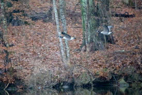 Canada Geese Seen Miami Whitewater Forest Editorial Stock Photo - Stock ...