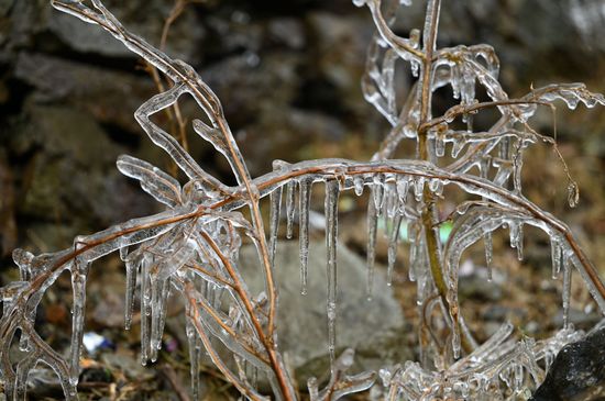 Icicles Seen Formed On Plants On Editorial Stock Photo - Stock Image ...