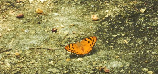 This Rare Butterfly Baronet Has Been Editorial Stock Photo - Stock ...