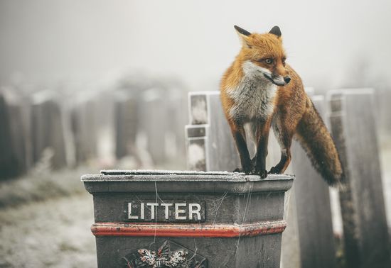 Pesky Fox Rummages Through Bins Looks Editorial Stock Photo - Stock ...