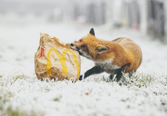 Pesky Fox Rummages Through Bins Looks Editorial Stock Photo - Stock ...