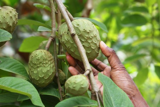 Woman Picking Custard Apples Seetha Pazham Editorial Stock Photo ...