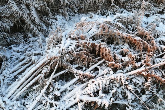 Pretty Frost Covered Landscape Dawn After Editorial Stock Photo - Stock ...