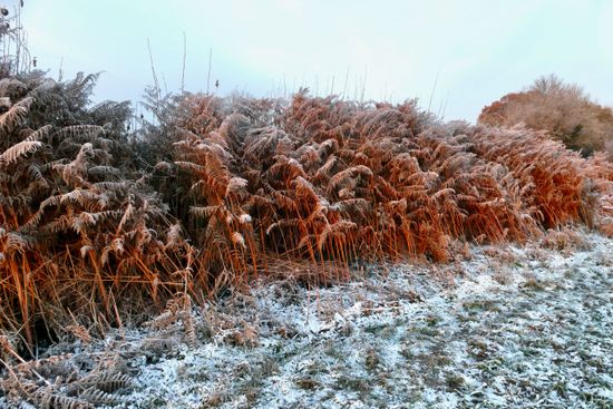 Pretty Frost Covered Landscape Dawn After Editorial Stock Photo - Stock ...