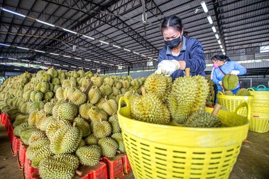 Worker Arranges Durians Durian Processing Factory Editorial Stock Photo ...