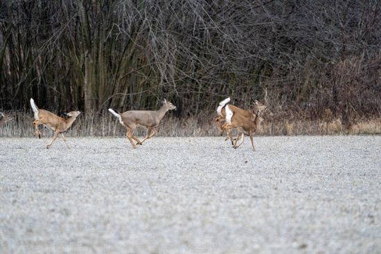 Deer Seen Oxbow Nature Conservancy On Editorial Stock Photo - Stock ...