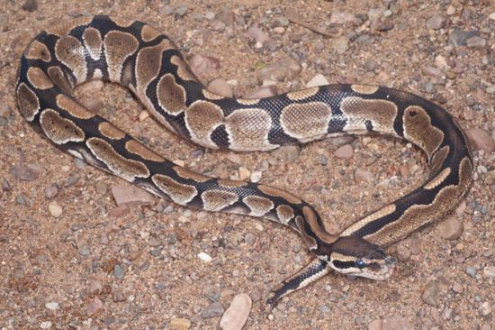 Ball Royal Python Python Regius Native Editorial Stock Photo - Stock ...