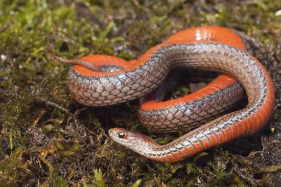 Northern Redbellied Snake Storeria Occipitomaculata Occipitomaculata ...