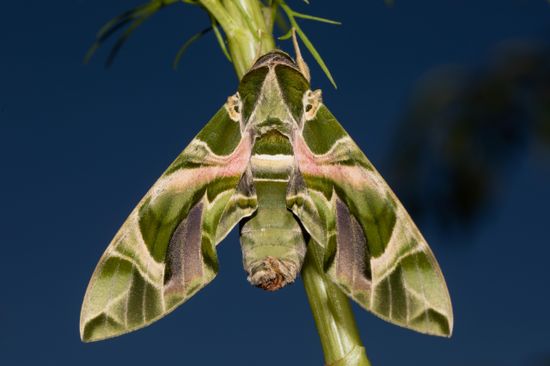Oleander Moth Moth Closed Wings Hanging Editorial Stock Photo - Stock ...