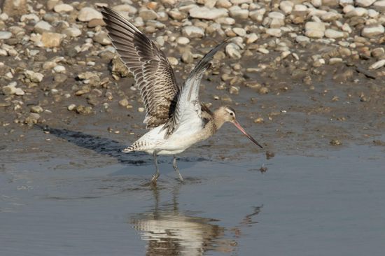 Bartailed Godwit Open Wings Standing Waters Editorial Stock Photo ...