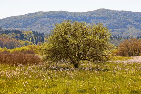 Spring Single Flowering Tree Spring Meadow Editorial Stock Photo ...