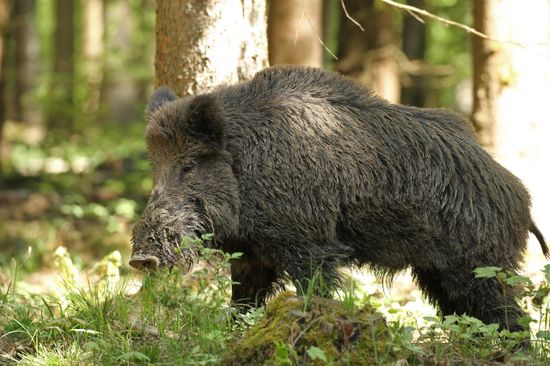 Wild Boar Sus Scrofa Boar Running Editorial Stock Photo - Stock Image ...