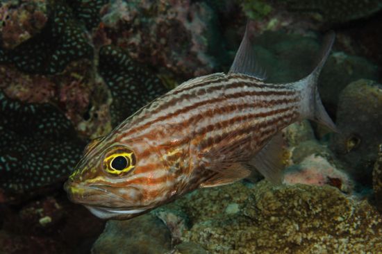 Largetoothed Cardinalfish Cheilodipterus Macrodon Tiger Cardinalfish ...